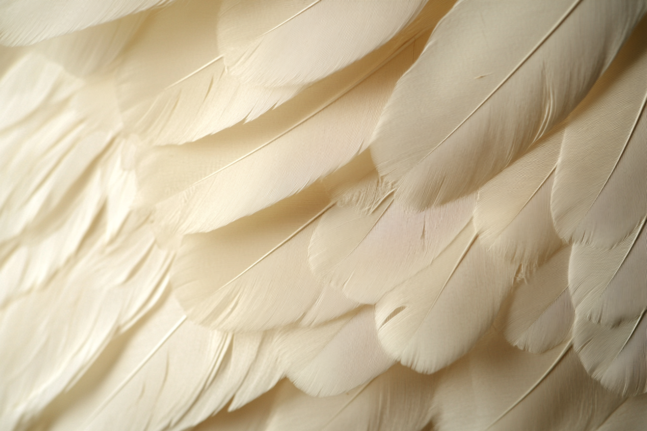Down (Plumules): The Softest, Warmest Feather Fill for Insulation